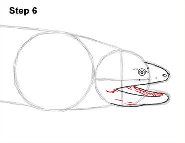 Moray Eel Drawing