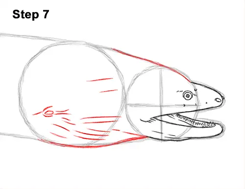 How to Draw an Eel (Green Moray) VIDEO & Step-by-Step Pictures