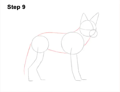 How to Draw a Jackal VIDEO & Step-by-Step Pictures