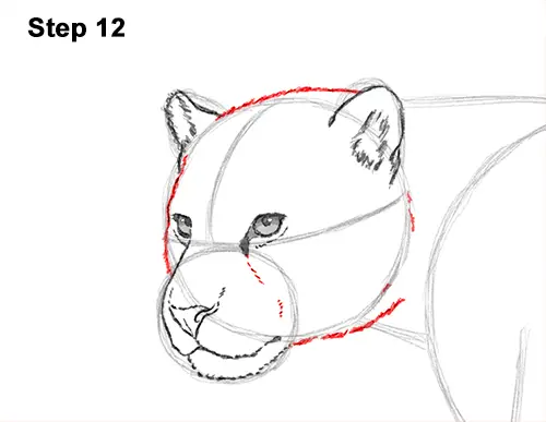How to Draw a Jaguar VIDEO & Step-by-Step Pictures