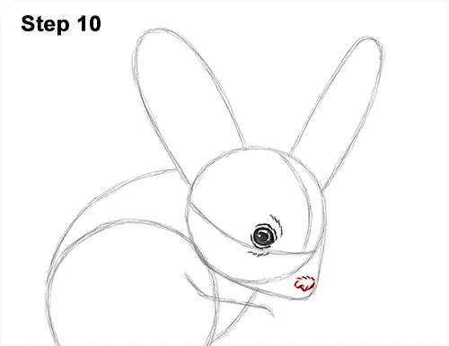 How to Draw a Jerboa (Long-Eared)