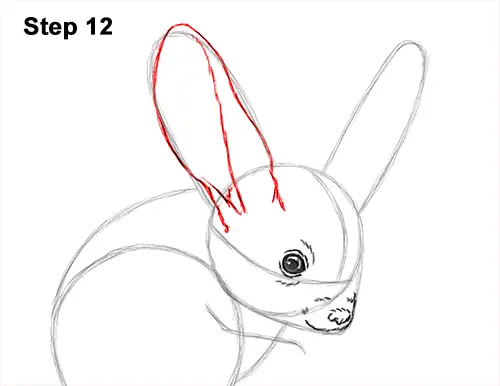 How to Draw a Jerboa (Long-Eared)
