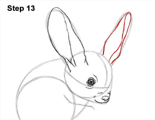 How to Draw a Jerboa (Long-Eared)