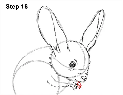 How to Draw a Jerboa (Long-Eared)