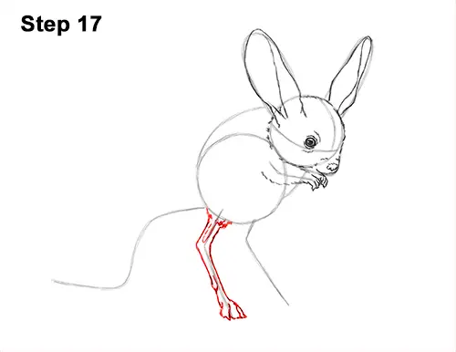 How to Draw a Jerboa (Long-Eared)