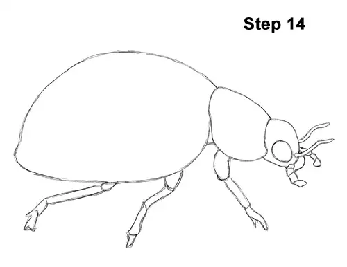 How to Draw a Ladybug