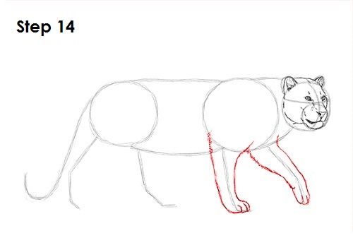 How to Draw a Leopard