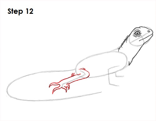 How to Draw a Lizard VIDEO & Step-by-Step Pictures