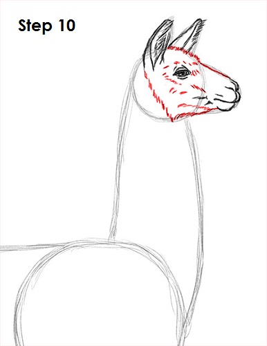 How to Draw a Llama VIDEO & Step-by-Step Pictures