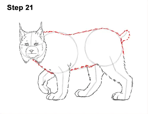 How to Draw a Lynx VIDEO & Step-by-Step Pictures