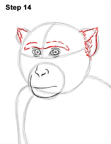 How to Draw a Monkey (Rhesus Macaque) VIDEO & Step-by-Step Pictures