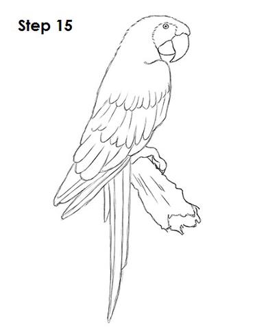 Macaw Drawing Step By Step