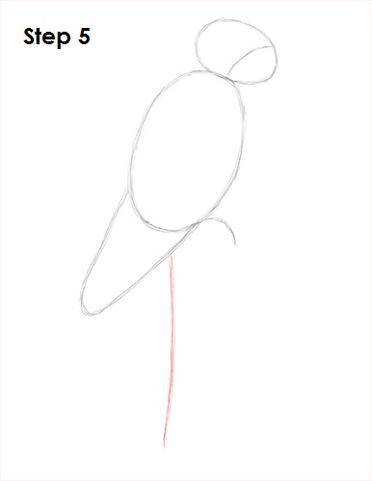Macaw Drawing Step By Step