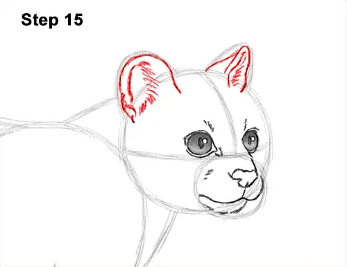 How to Draw a Margay VIDEO & Step-by-Step Pictures