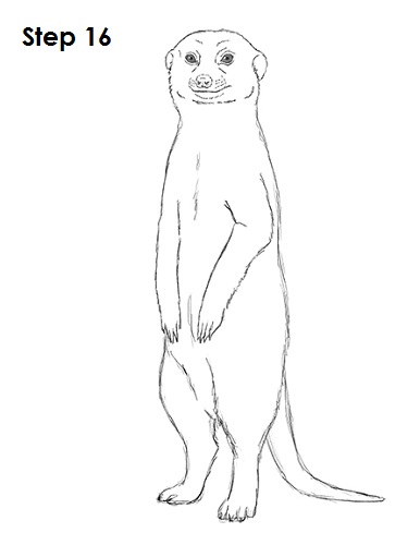 How to Draw a Meerkat