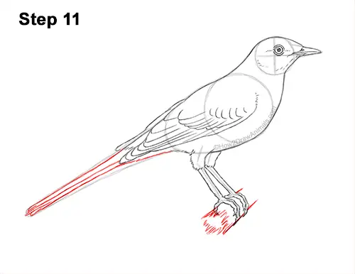 How to Draw a Mockingbird VIDEO & Step-by-Step Pictures
