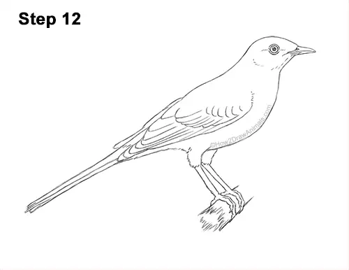 How to Draw a Mockingbird VIDEO & Step-by-Step Pictures