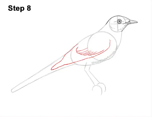 How to Draw a Mockingbird VIDEO & Step-by-Step Pictures