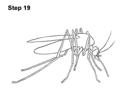 How to Draw a Mosquito VIDEO & Step-by-Step Pictures