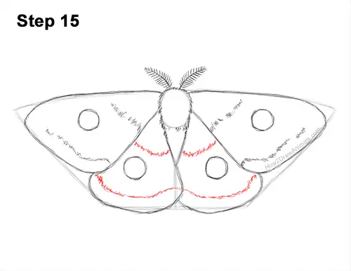 How to Draw a Moth (Emperor Moth) VIDEO & Step-by-Step Pictures