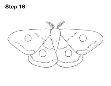 Moth Drawing Simple