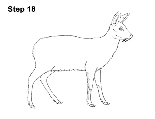 How to Draw a Musk Deer VIDEO & Step-by-Step Pictures