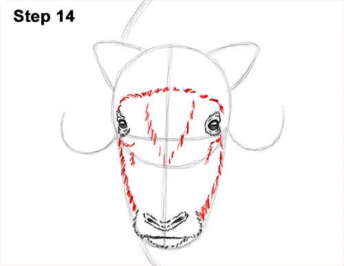 How to Draw a Musk Ox