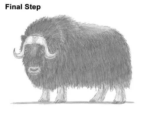 How to Draw a Musk Ox
