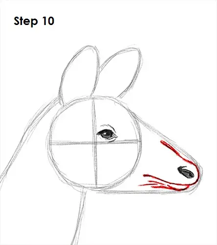 How to Draw an Okapi