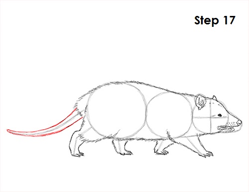How to Draw an Opossum