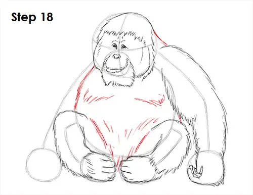 How to Draw an Orangutan