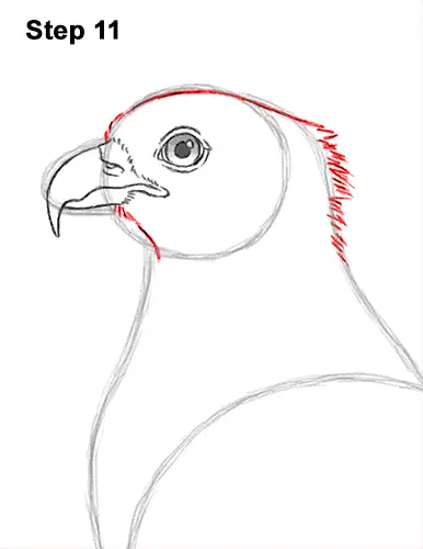 How to Draw an Osprey (Seahawk) VIDEO & Step-by-Step Pictures