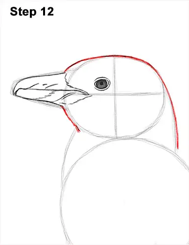 How to Draw a Penguin (Magellanic)