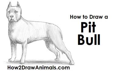 How To Draw A Pitbull Head