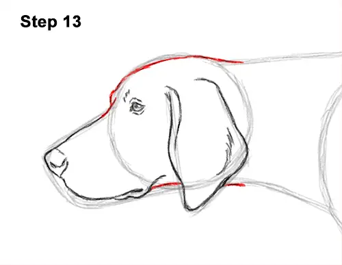 How to Draw a Pointer Dog VIDEO & Step-by-Step Pictures
