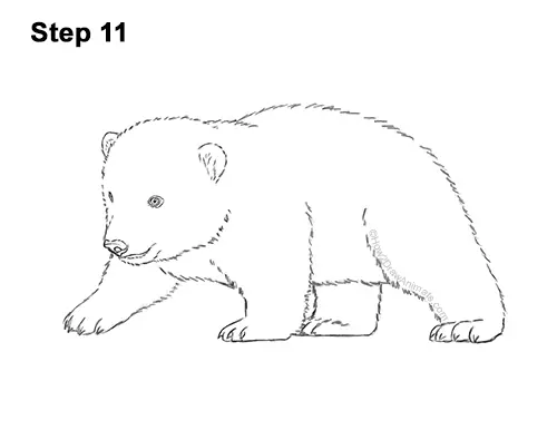 How to Draw a Polar Bear Cub VIDEO & Step-by-Step Pictures