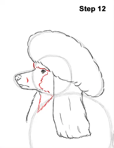 How to Draw a Poodle Dog