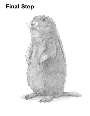 Prairie Dogs Drawing