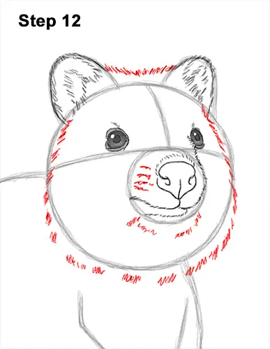 How to Draw a Quokka VIDEO & Step-by-Step Pictures