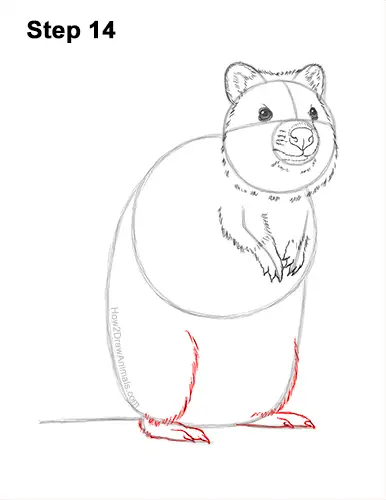 How to Draw a Quokka VIDEO & Step-by-Step Pictures