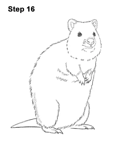 How to Draw a Quokka VIDEO & Step-by-Step Pictures
