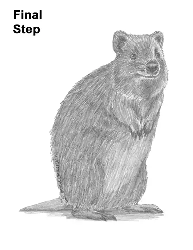 How to Draw a Quokka VIDEO & Step-by-Step Pictures