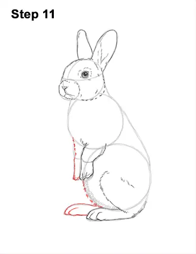 How to Draw a Rabbit (Standing) VIDEO & Step-by-Step Pictures