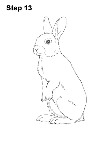 How to Draw a Rabbit (Standing) VIDEO & Step-by-Step Pictures