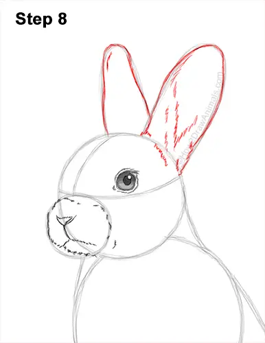 How to Draw a Rabbit (Standing) VIDEO & Step-by-Step Pictures