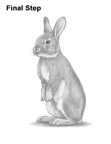 How to Draw a Rabbit (Standing) VIDEO & Step-by-Step Pictures