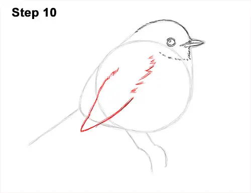 How to Draw a Robin (European) Bird