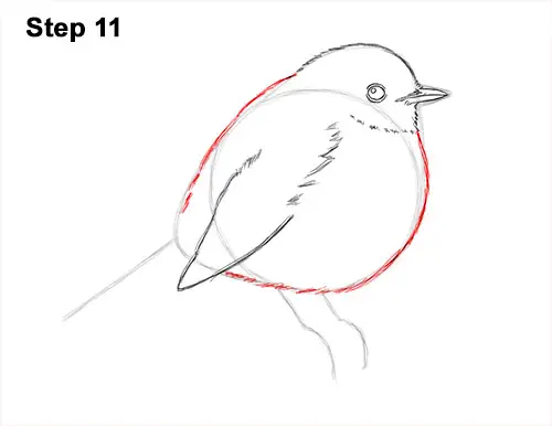 How to Draw a Robin (European) Bird