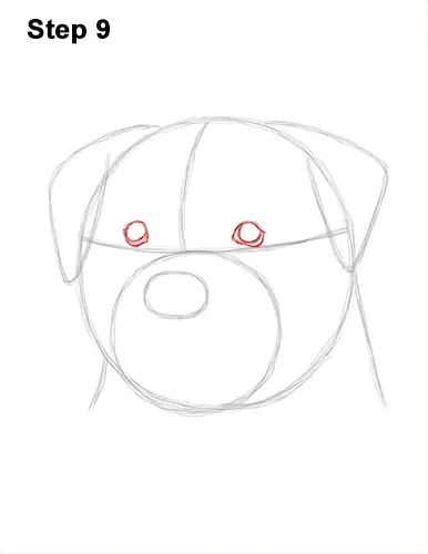 How to Draw a Rottweiler (Head) VIDEO & Step-by-Step Pictures