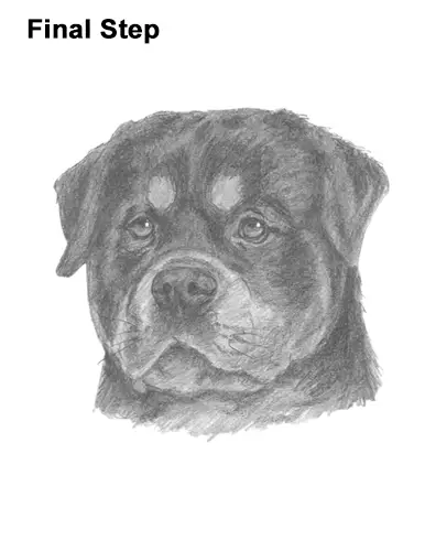 How to Draw a Rottweiler (Head) VIDEO & Step-by-Step Pictures